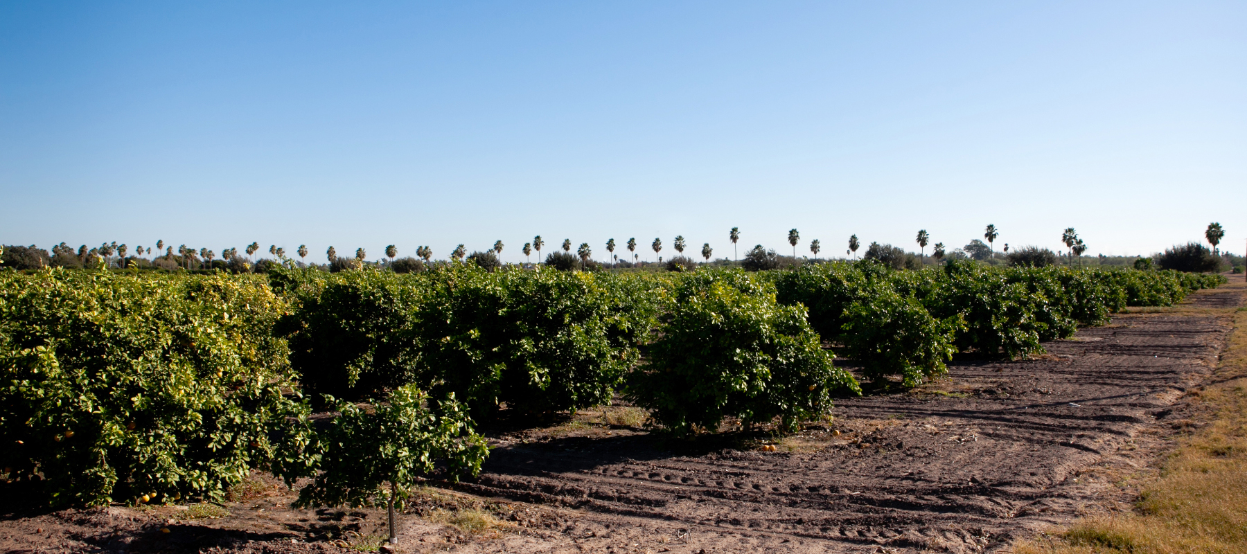 About Us – THE TEXAS CITRUS INDUSTRY