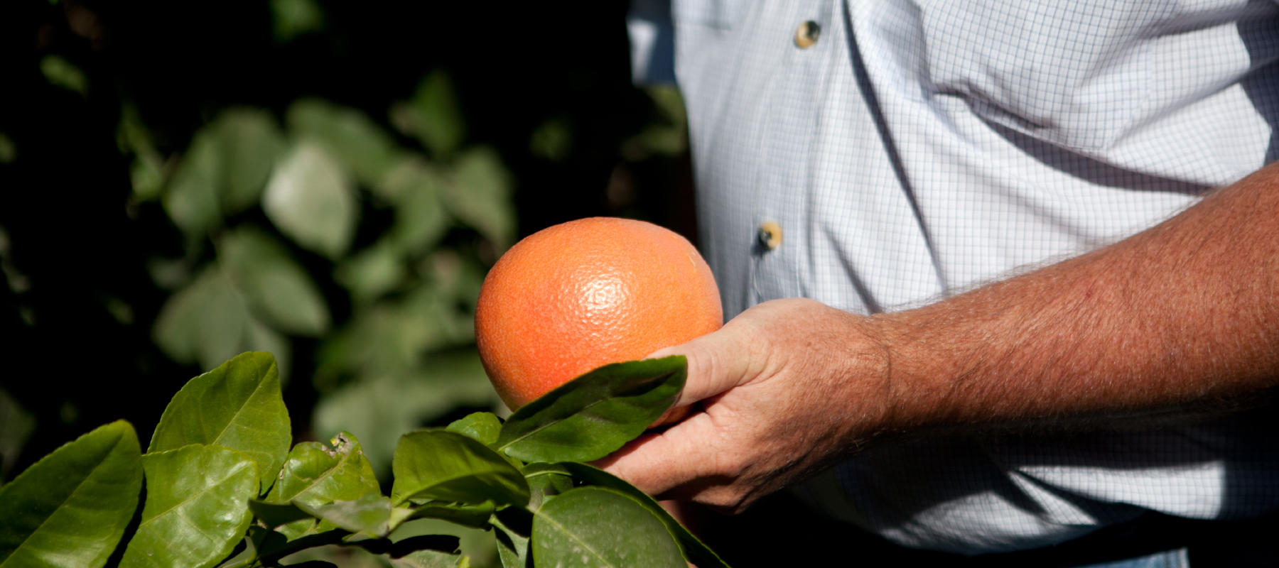 Contact Us – THE TEXAS CITRUS INDUSTRY