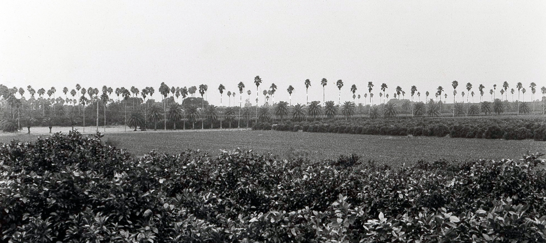 THE TEXAS CITRUS INDUSTRY