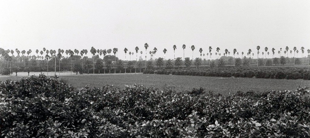 THE TEXAS CITRUS INDUSTRY