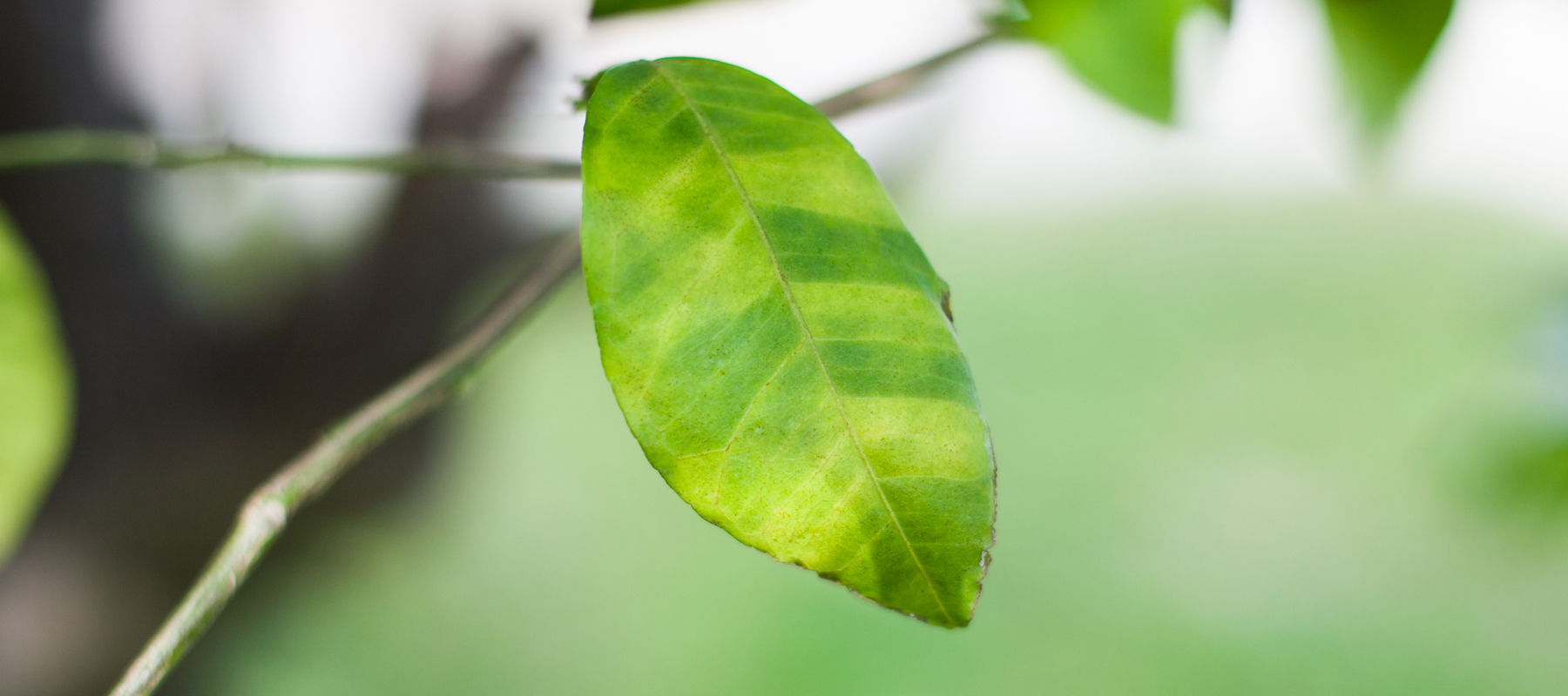 Pests and Diseases – THE TEXAS CITRUS INDUSTRY