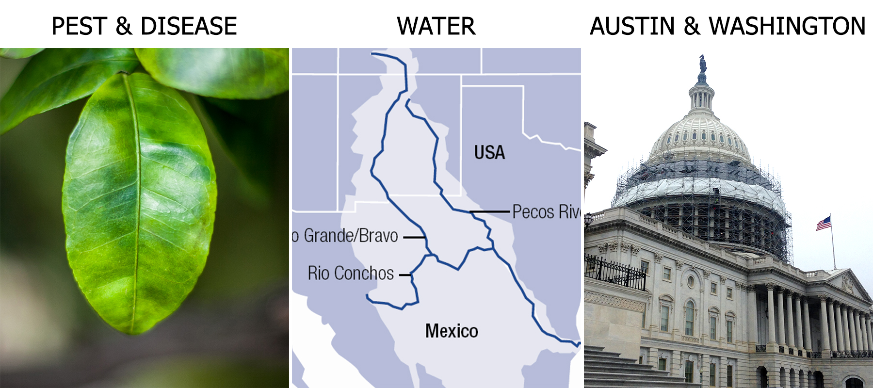 ISSUES BANNER – THE TEXAS CITRUS INDUSTRY