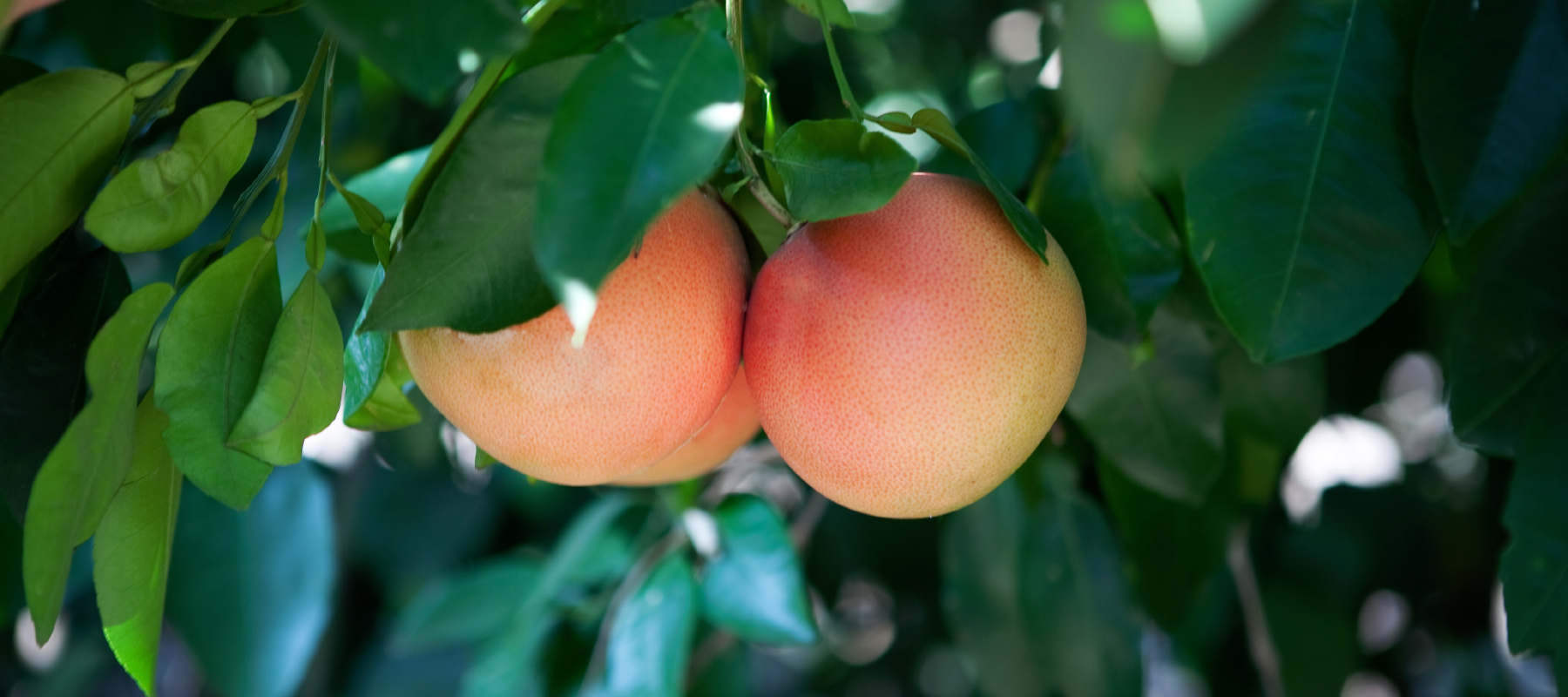 THE TEXAS CITRUS INDUSTRY